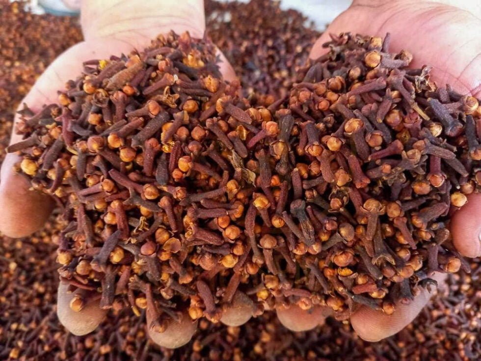 The Best Indonesian Cloves for Your Aromatic Kitchen | AGRIO SPICE